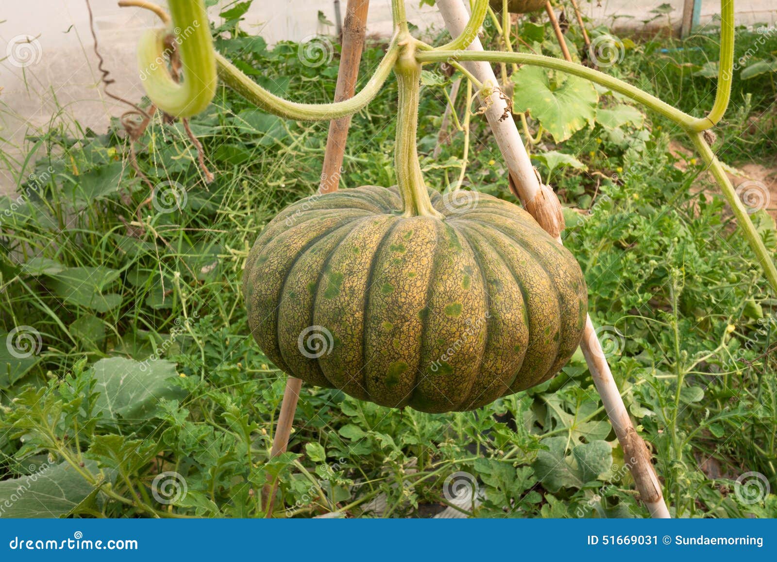 Pumpkin crop stock image. Image of cultivation, crop - 51669031