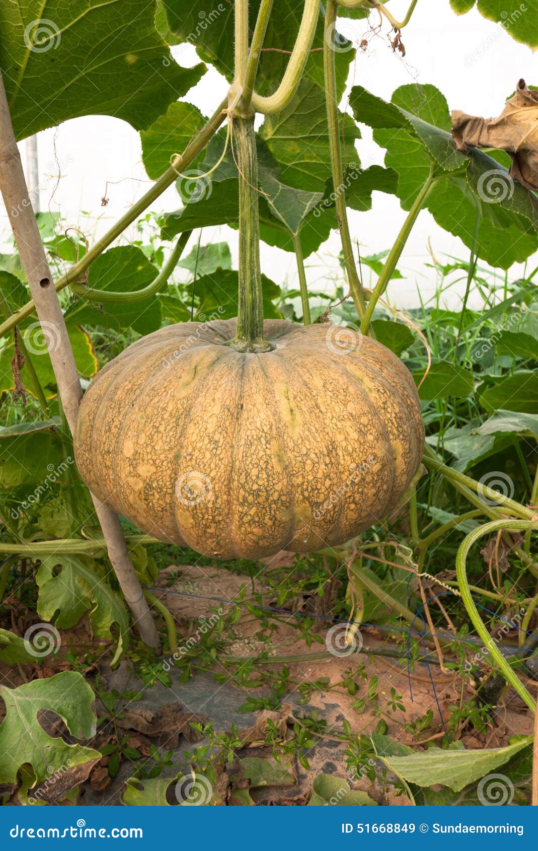 Pumpkin crop stock image. Image of garden, food, cultivation - 51668849