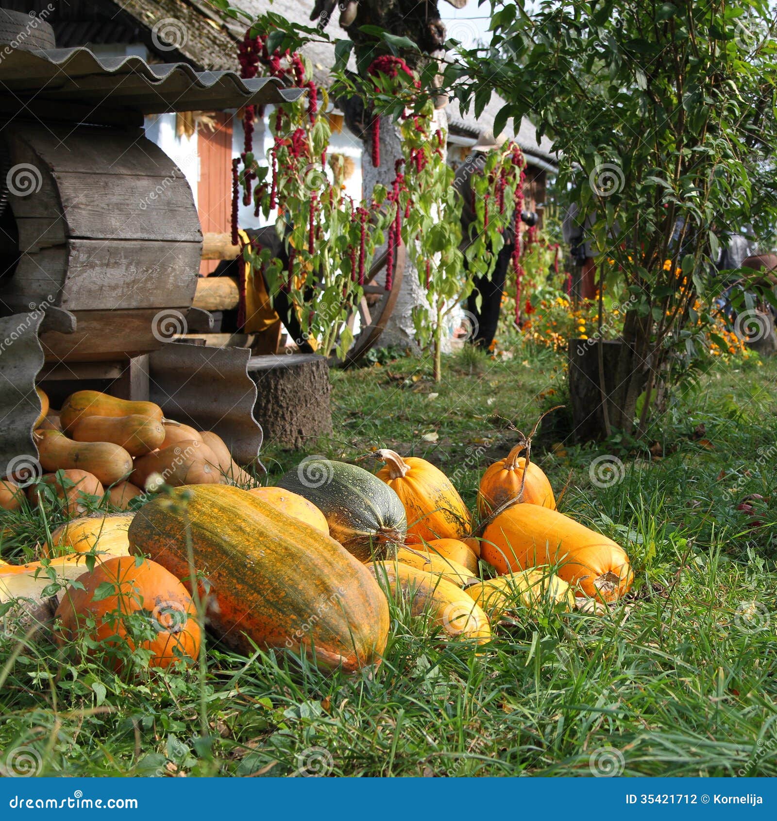 Pumpkin crop stock photo. Image of fall, harvesting, outdoors - 35421712