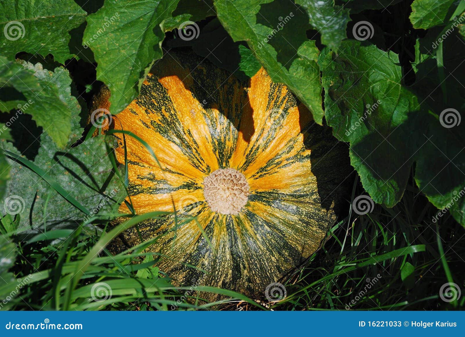Pumpkin (Cucurbita Moschata) Stock Image - Image of nature, like: 16221033