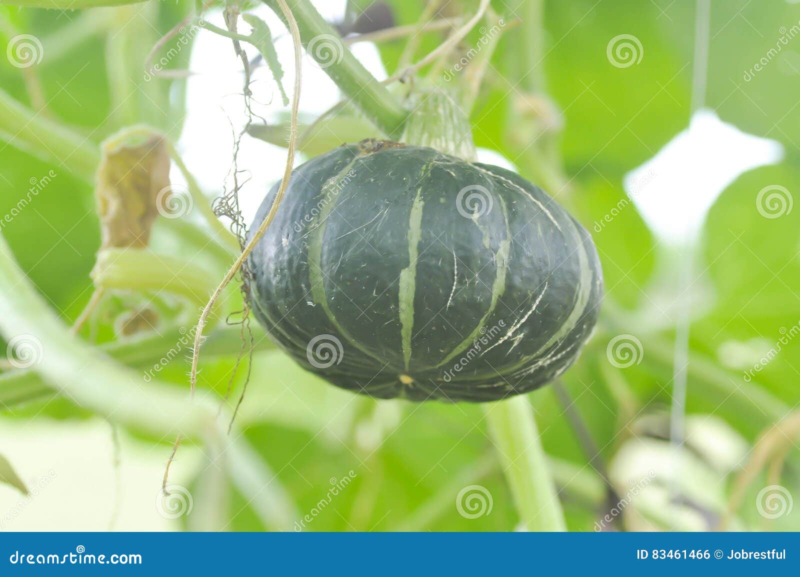 Pumpkin or Cucurbita Moschata Decne in the Vegetable Garden Stock Photo ...