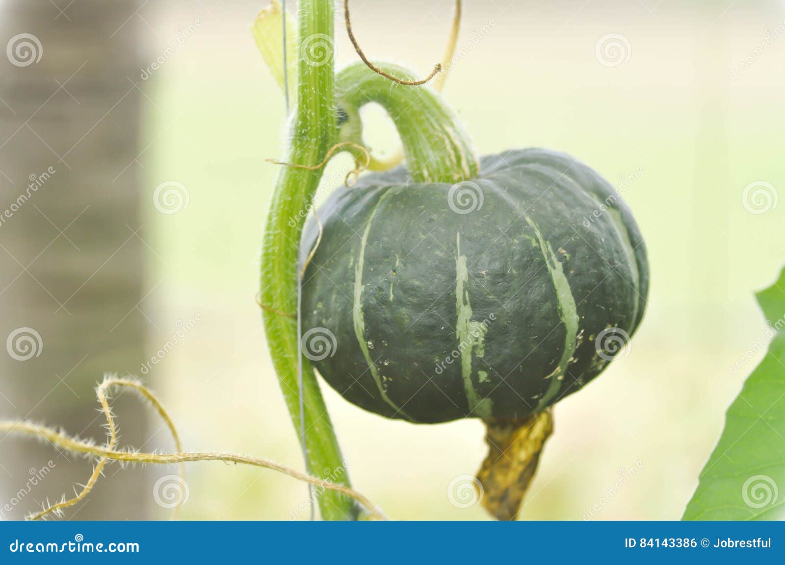 Pumpkin or Cucurbita Moschata Decne in the Vegetable Garden Stock Photo ...