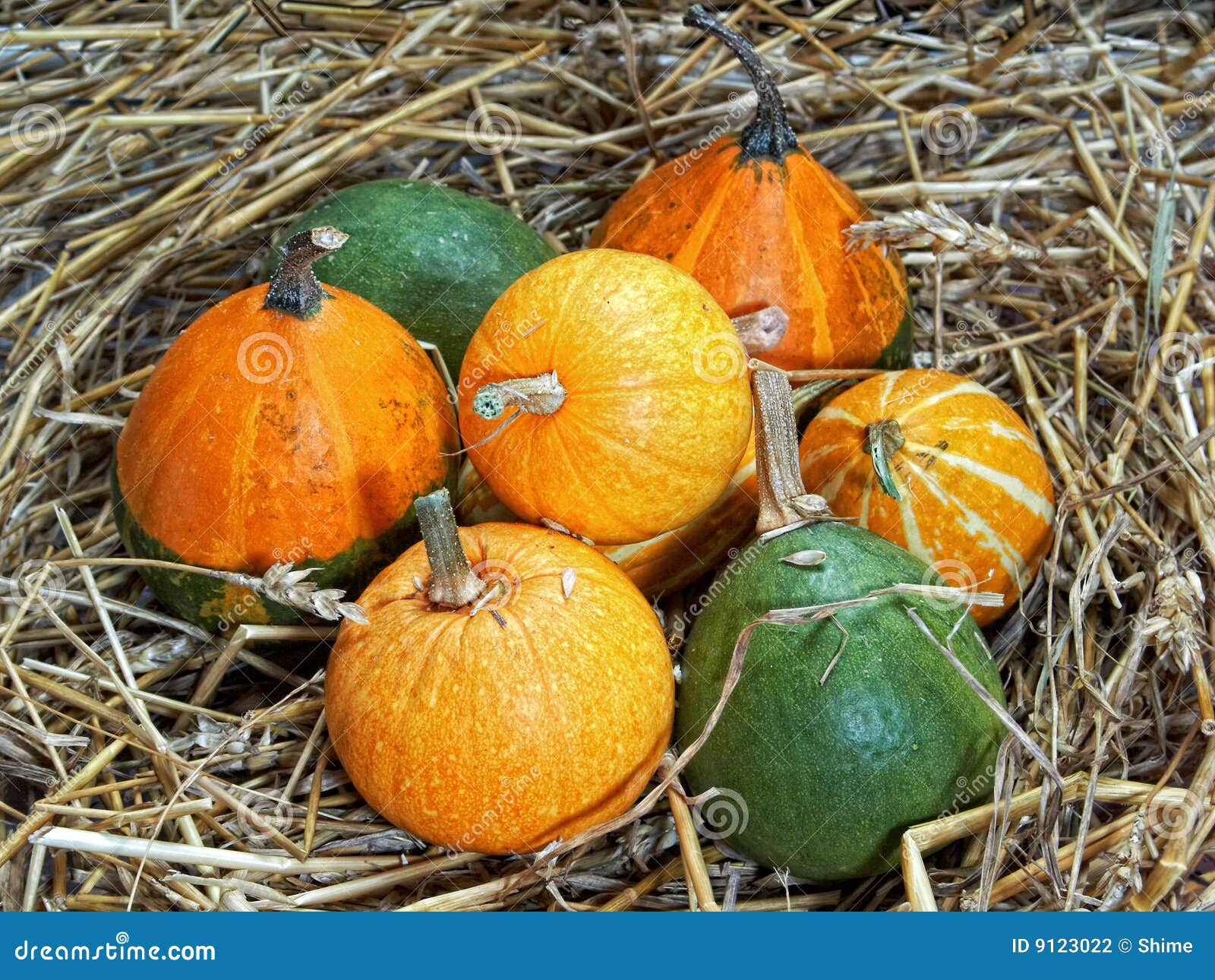 Pumpkin, cucurbita pepo stock photo. Image of rustic, vulgaris - 9123022