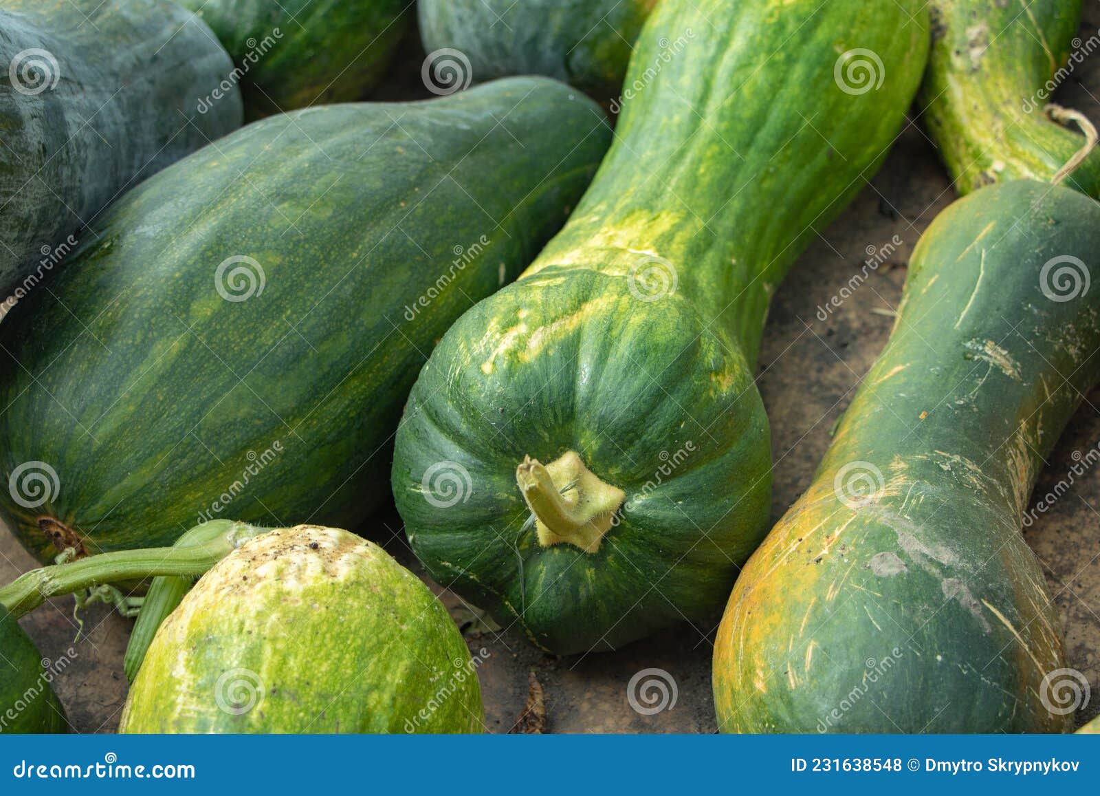 Pumpkin Cucurbita Pepo in Vegetable Garden Stock Photo - Image of ...