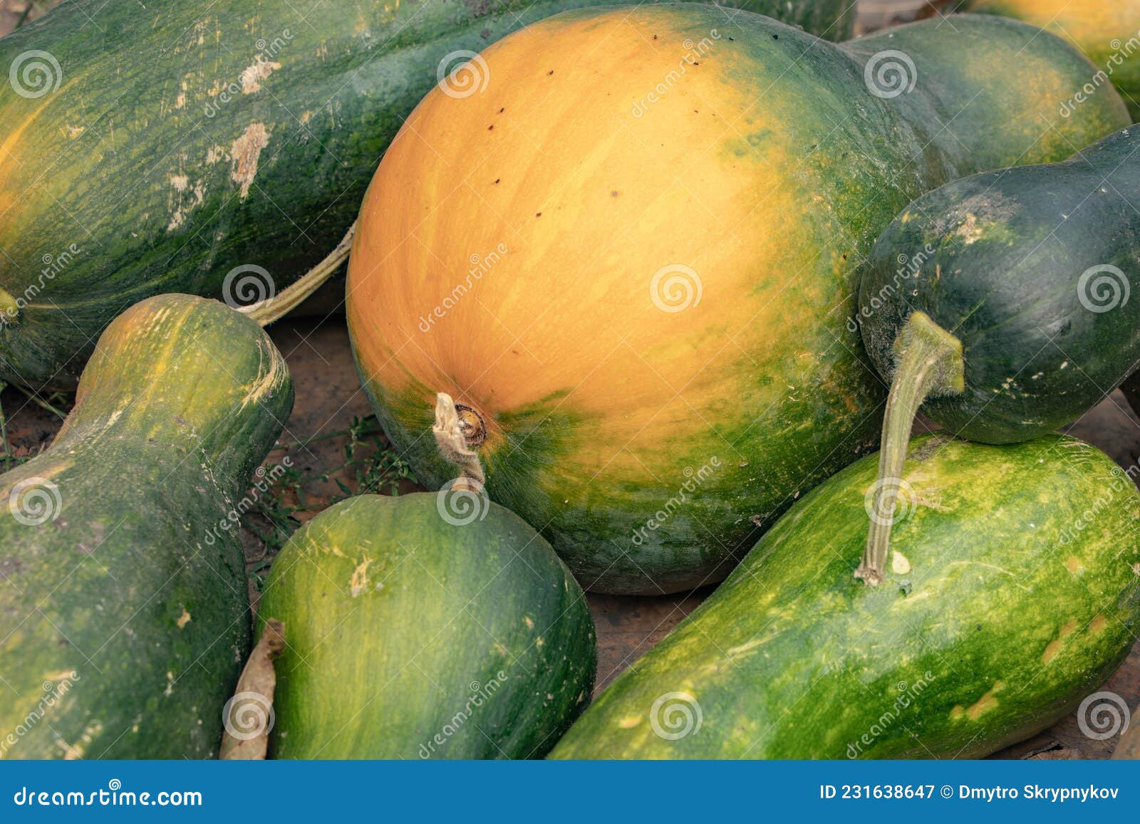 Pumpkin Cucurbita Pepo in Vegetable Garden Stock Image - Image of ...