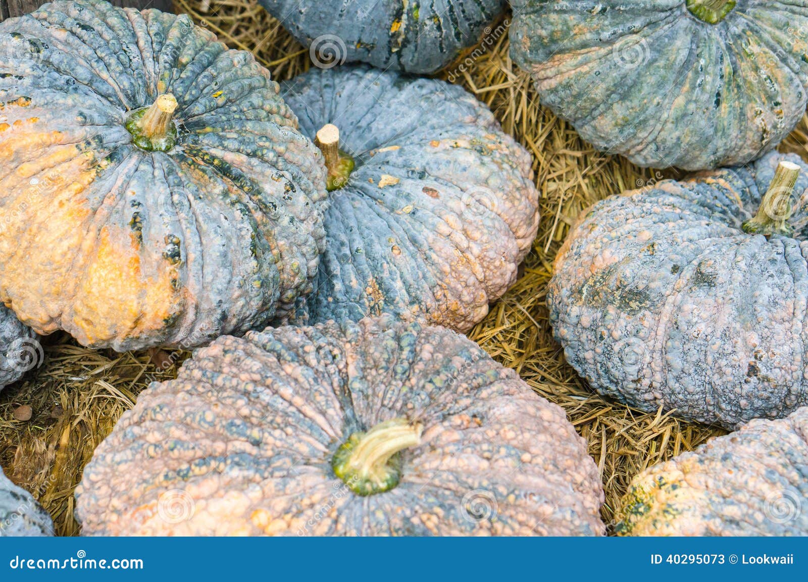 Hay Ride Zoo Wagon Stock Photos - Free & Royalty-Free Stock Photos from ...