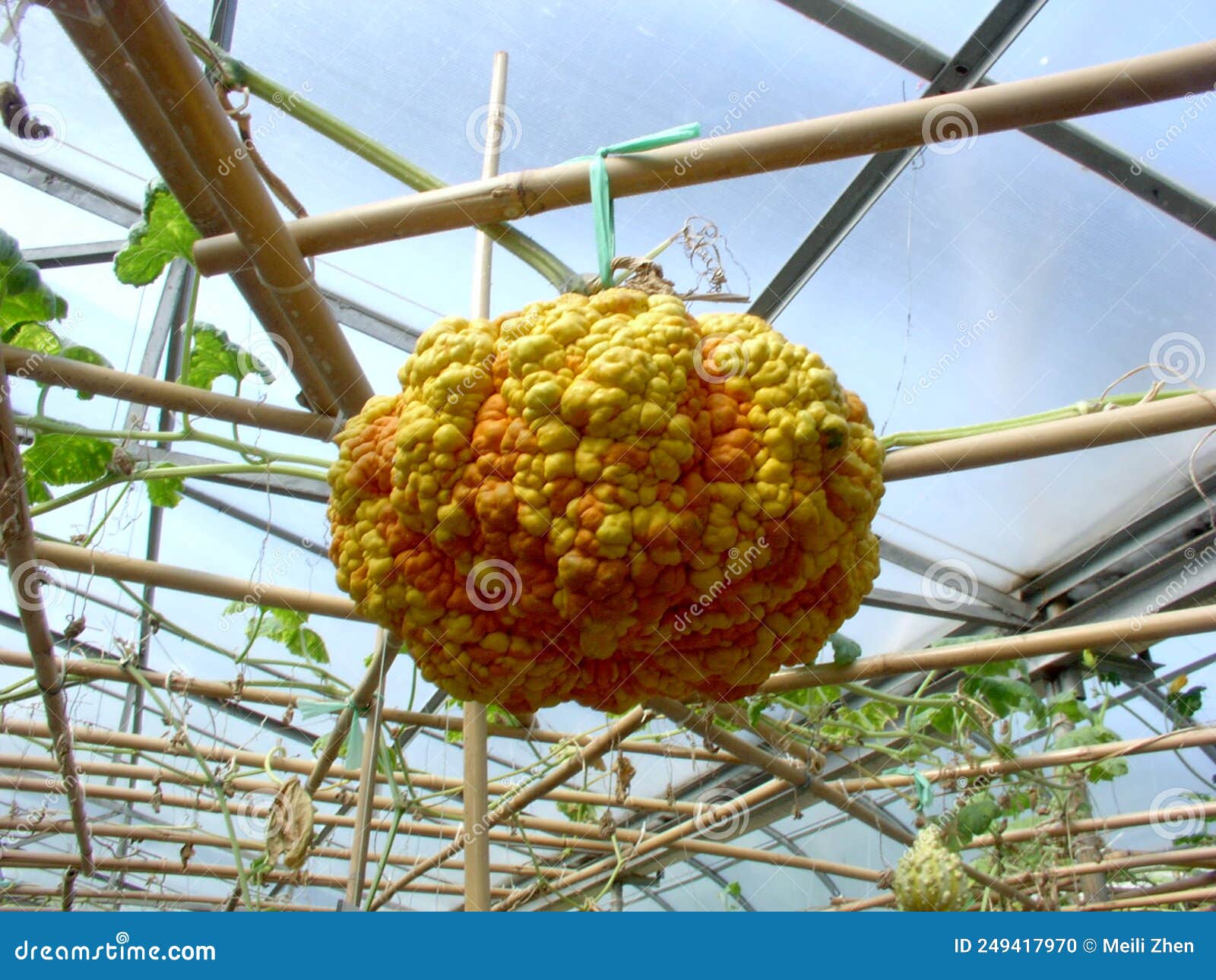 Pumpkin stock photo. Image of food, shrub, plant, fruit - 249417970