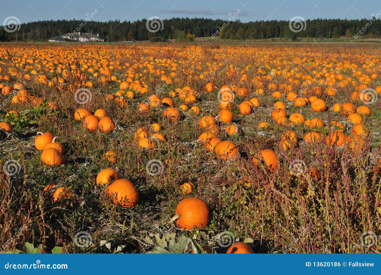 Pumpkin farm stock photo. Image of seasonal, food, british - 13620186