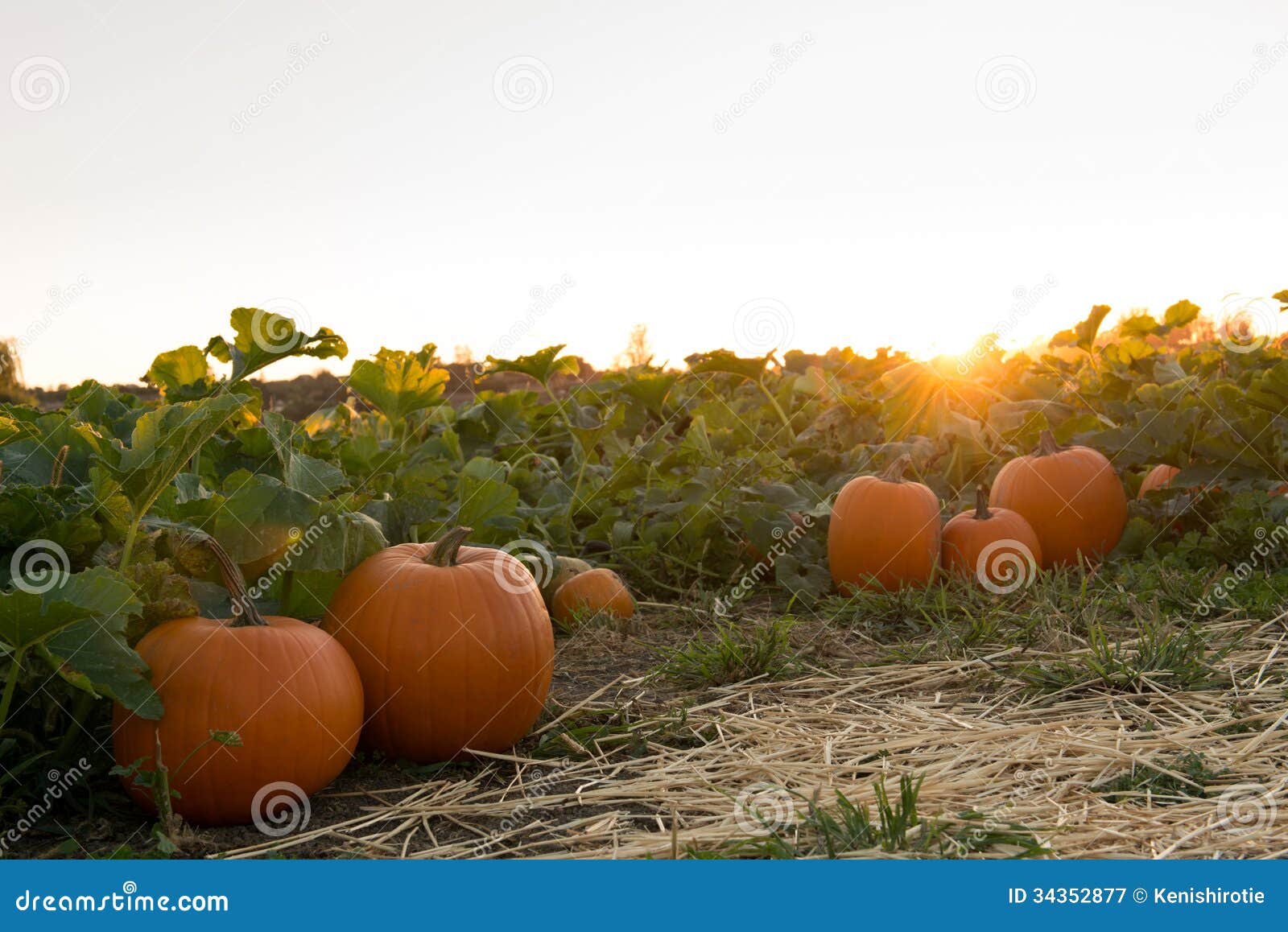 Pumpkin farm during sunset stock image. Image of fall - 34352877
