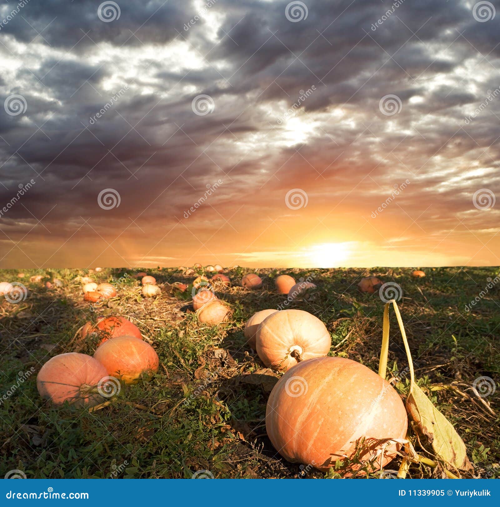 Pumpkin field stock image. Image of dusk, beautiful, melon - 11339905