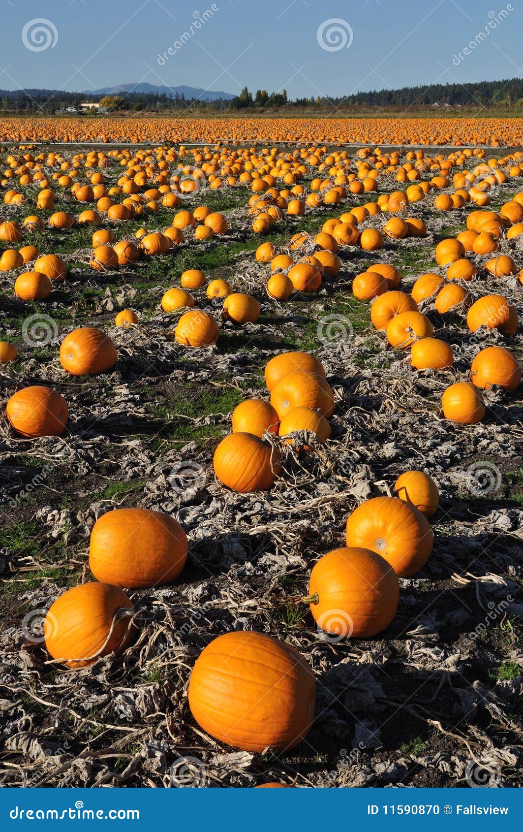 Pumpkin field stock photo. Image of british, columbia - 11590870