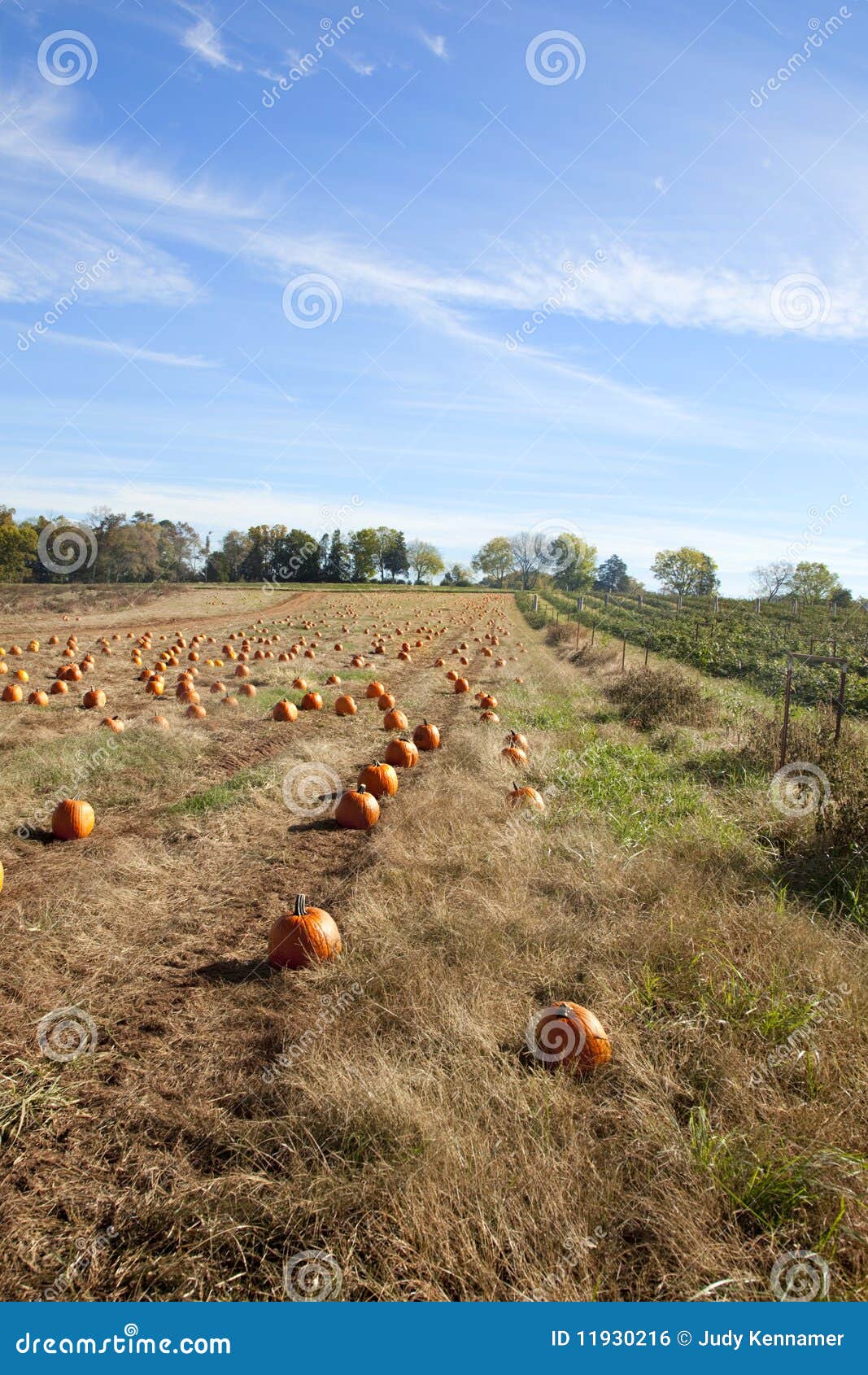 Pumpkin field stock photo. Image of gourds, autumn, crop - 11930216