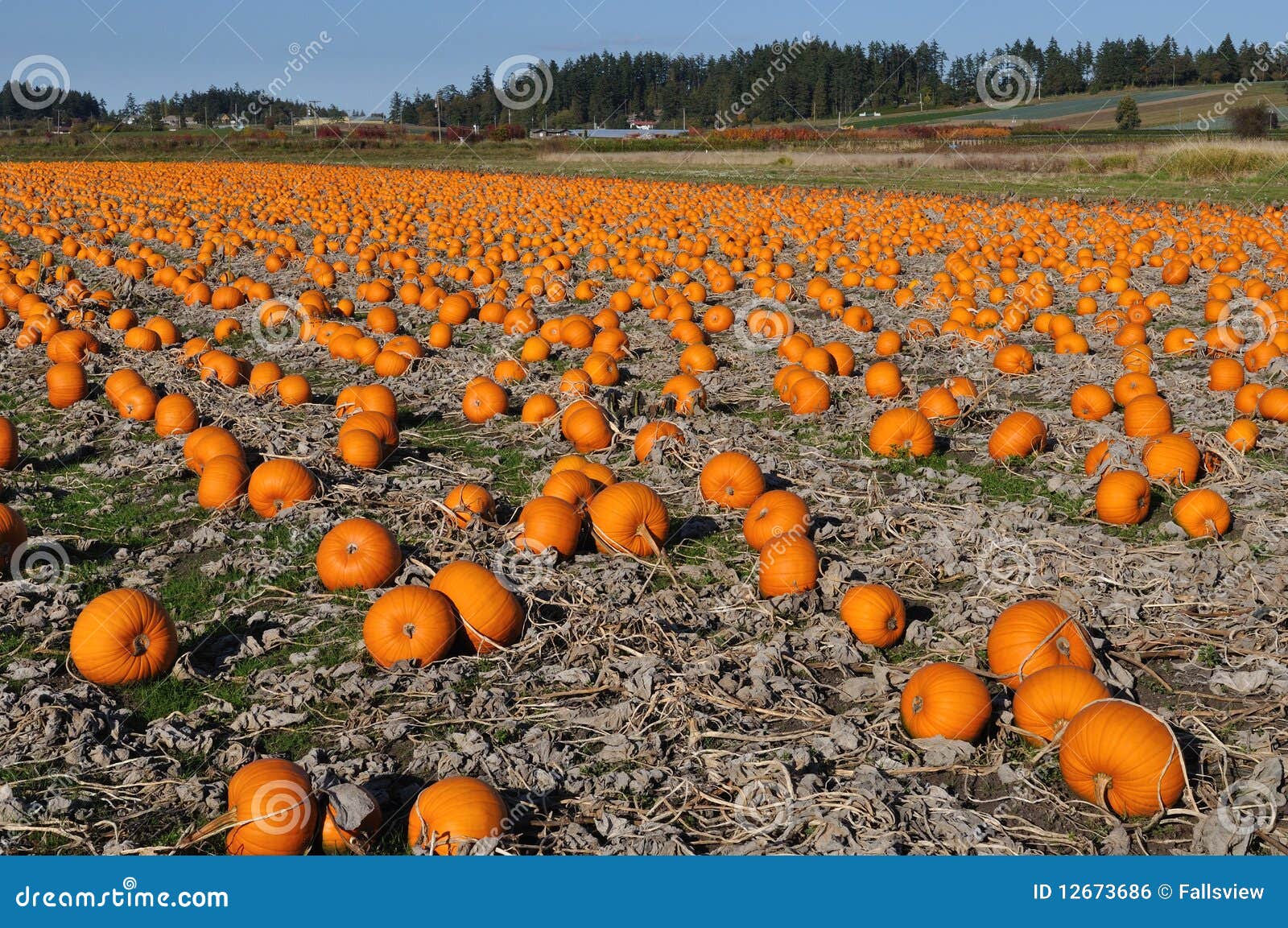 Pumpkin field stock photo. Image of line, ground, fruit - 12673686