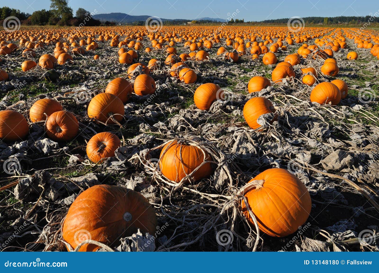 Pumpkin field stock photo. Image of peninsula, field - 13148180
