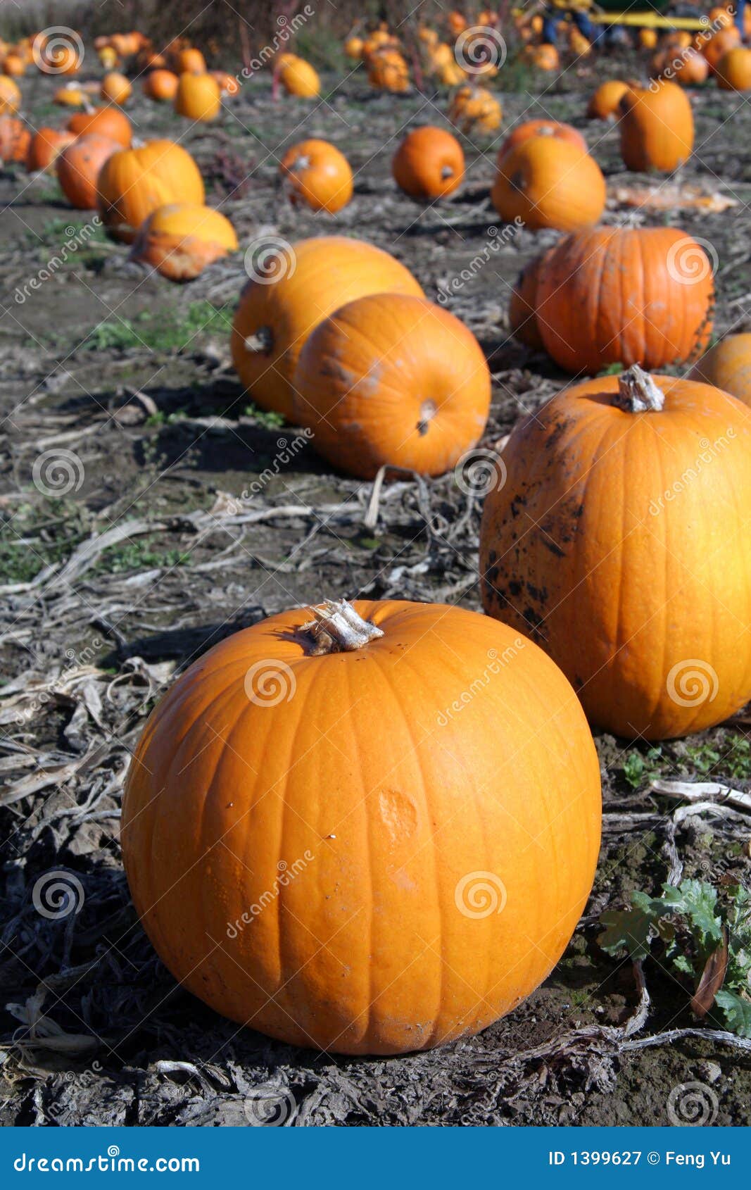Pumpkin field stock image. Image of thanksgiving, october - 1399627