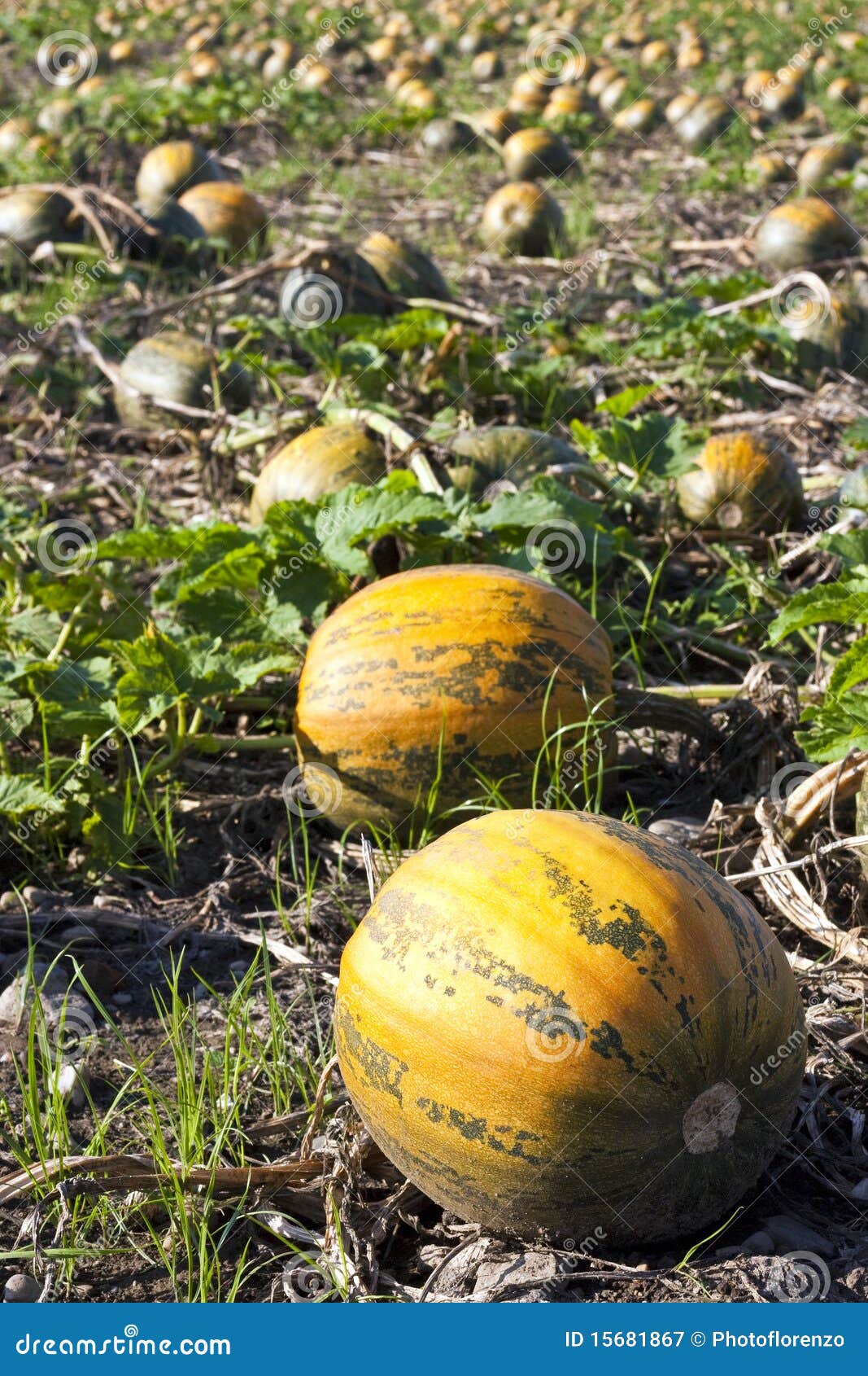 Pumpkin field stock image. Image of earth, countryside - 15681867