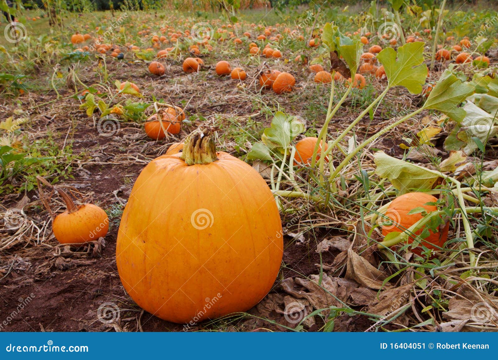 Pumpkin Field stock image. Image of nature, field, october - 16404051