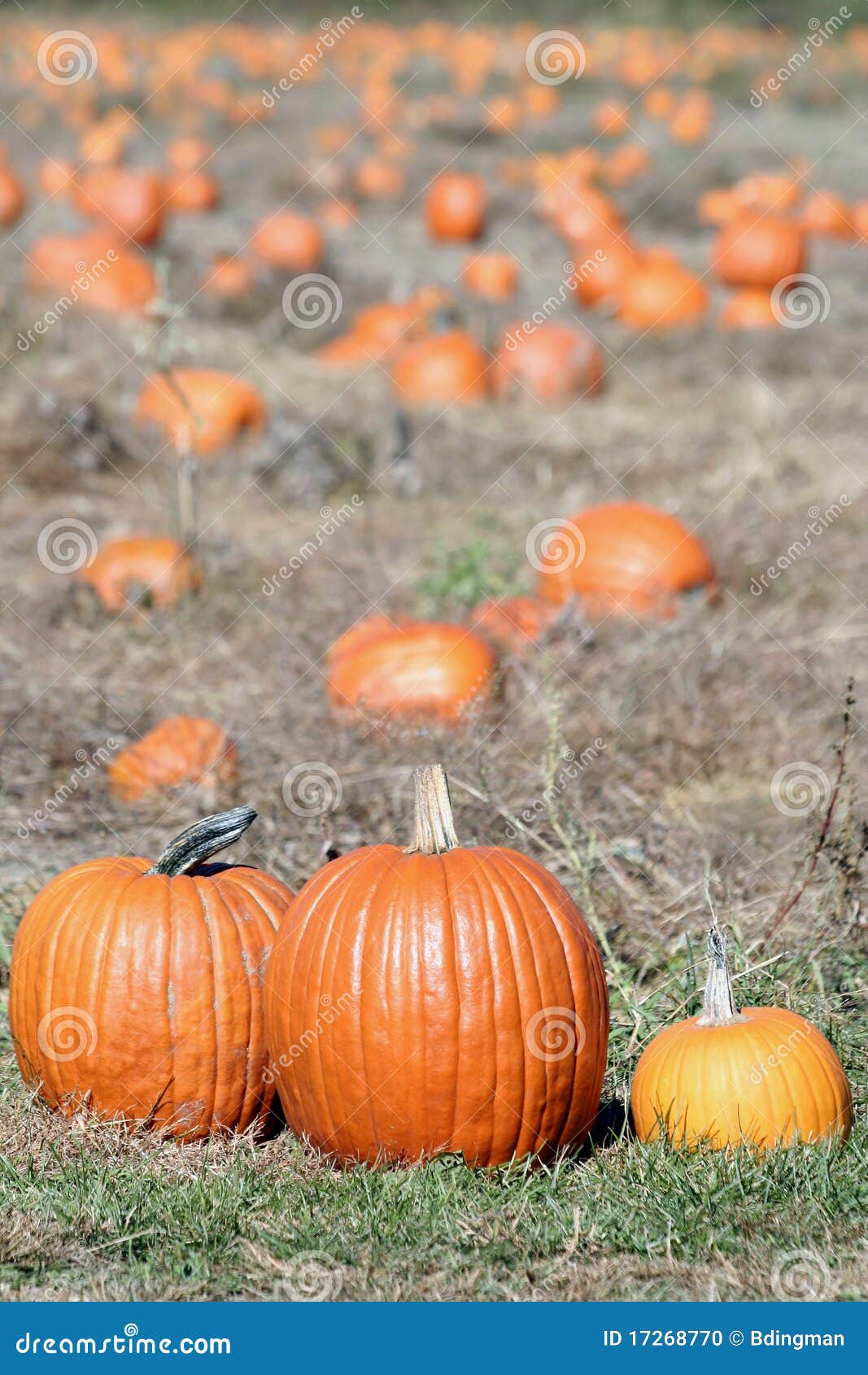 Pumpkin Field stock photo. Image of vegetable, bdingman - 17268770