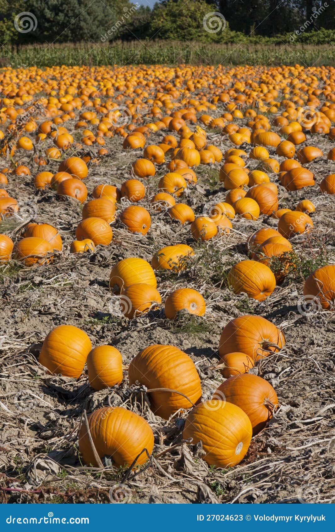 Pumpkin field stock image. Image of decoration, agriculture - 27024623