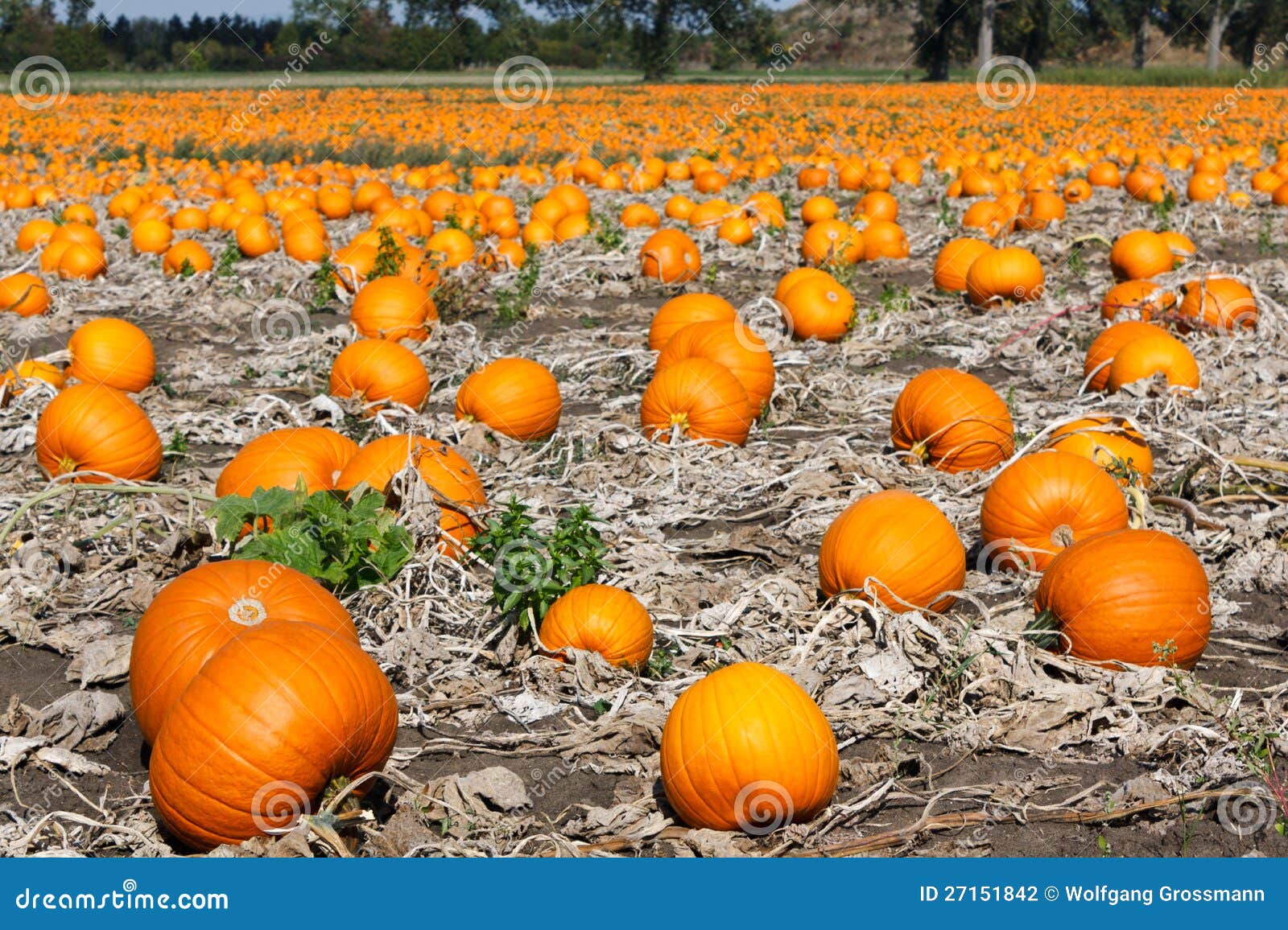 Pumpkin field stock photo. Image of vegetarian, season - 27151842