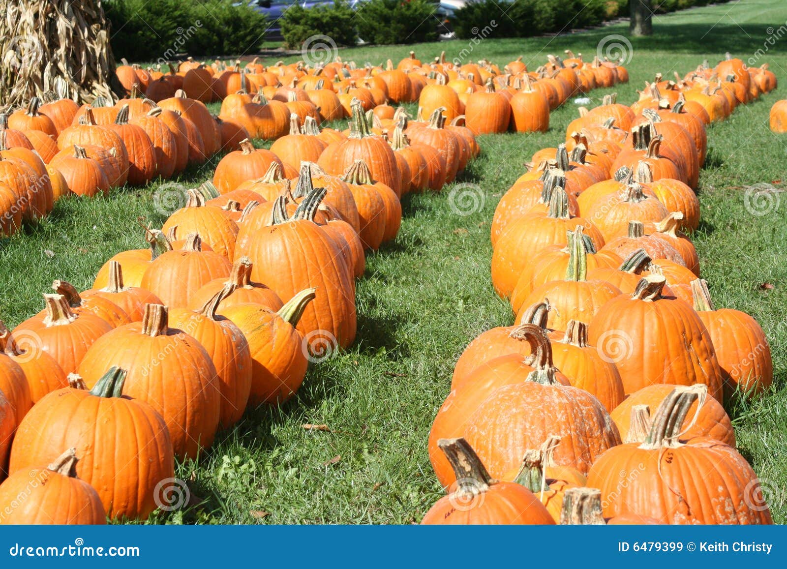 Pumpkin field stock image. Image of autumn, pumpkin, fall - 6479399