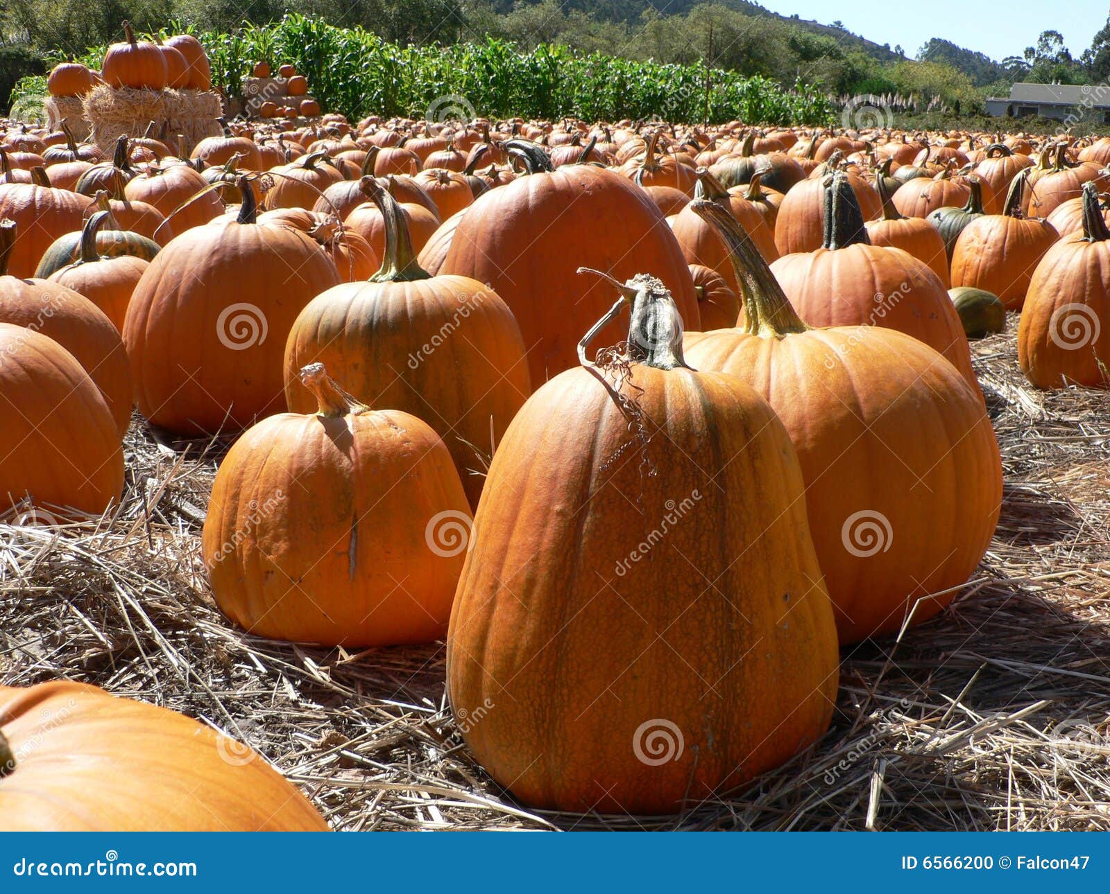 Pumpkin Field stock photo. Image of food, scary, horror - 6566200