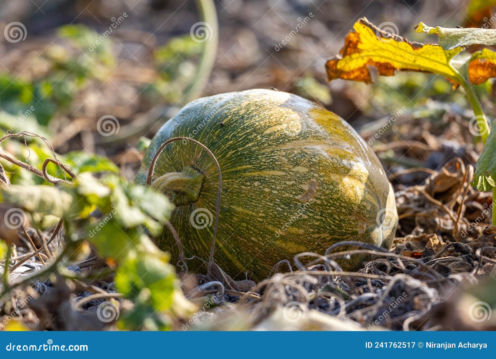 Pumpkin stock image. Image of agriculture, garden, yellow - 241762517