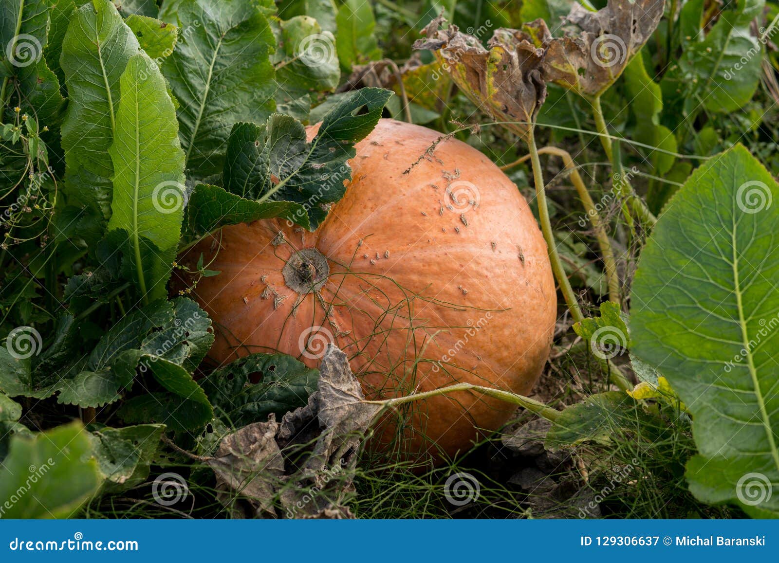 Pumpkin in the field stock image. Image of food, natural - 129306637