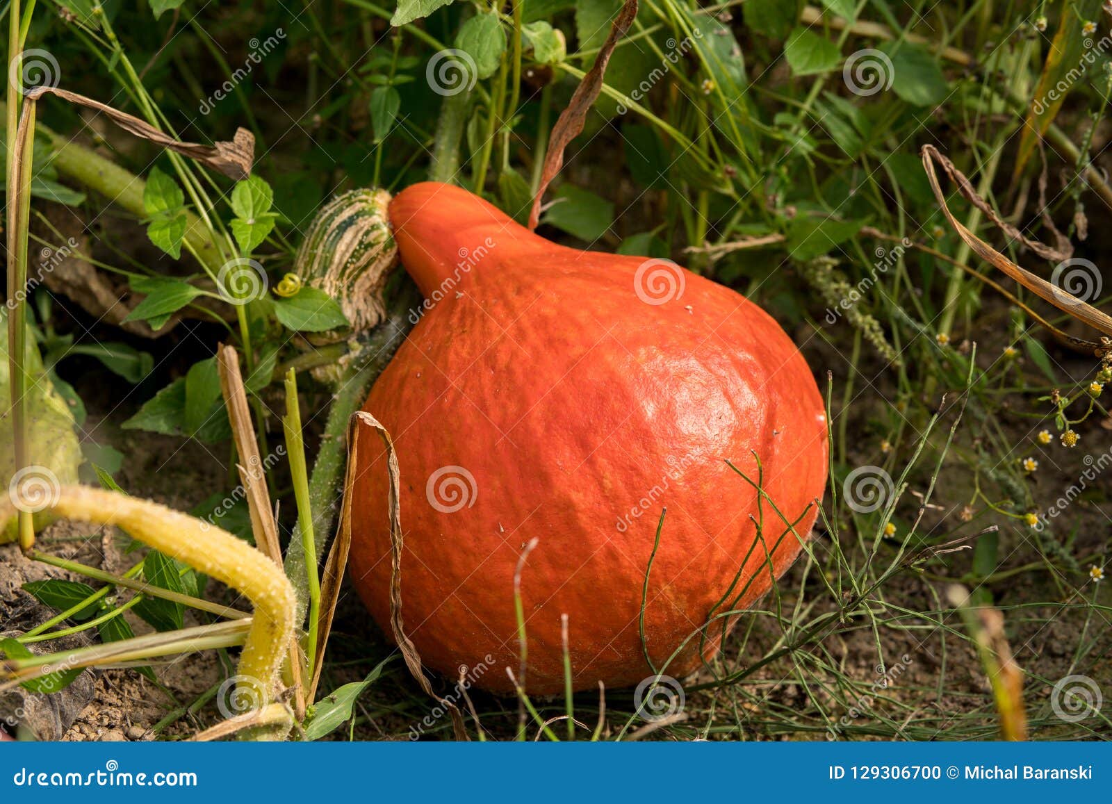 Pumpkin in the field stock photo. Image of pumpkins - 129306700