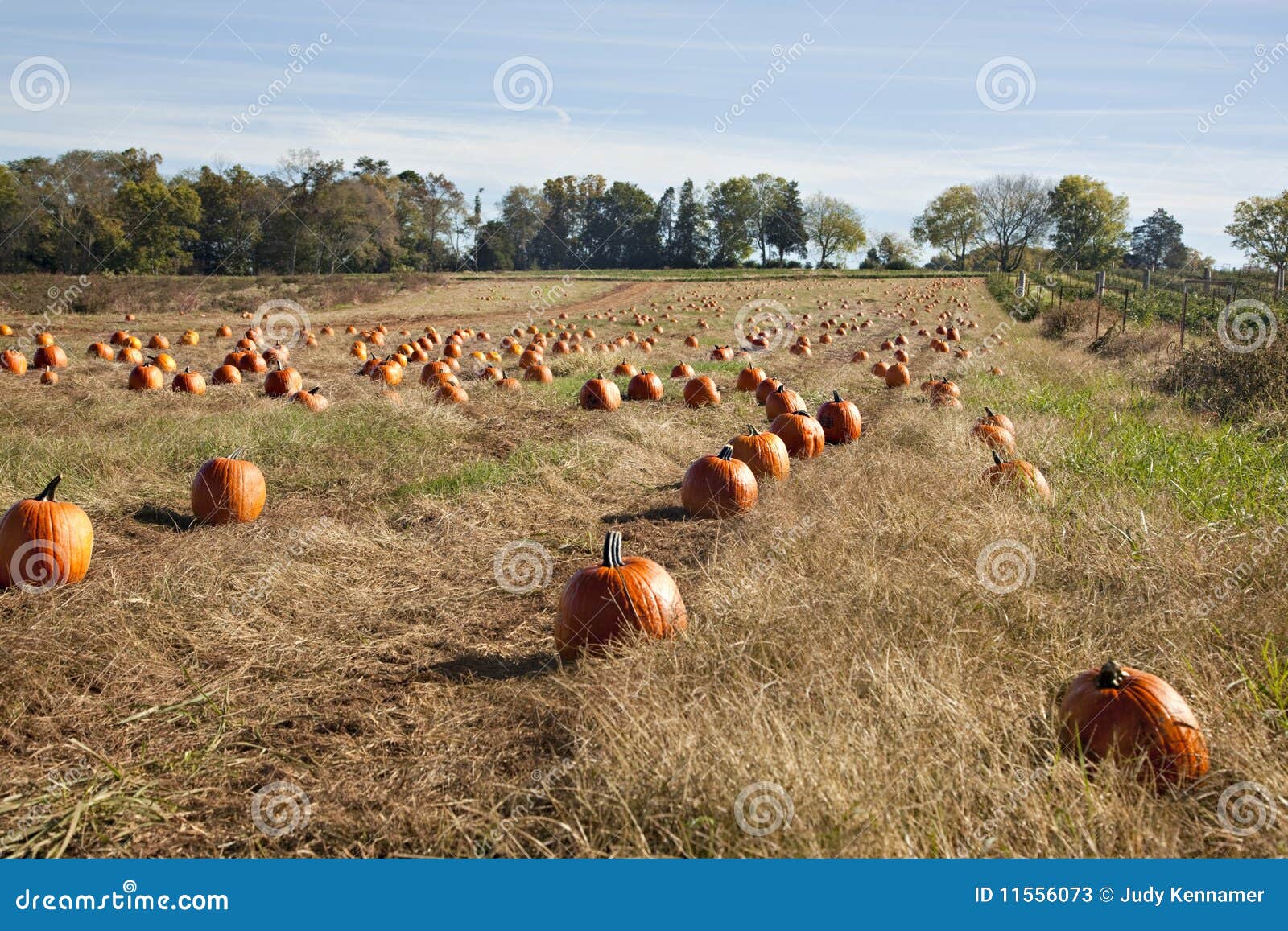 Pumpkin field in Fall stock image. Image of decoration - 11556073