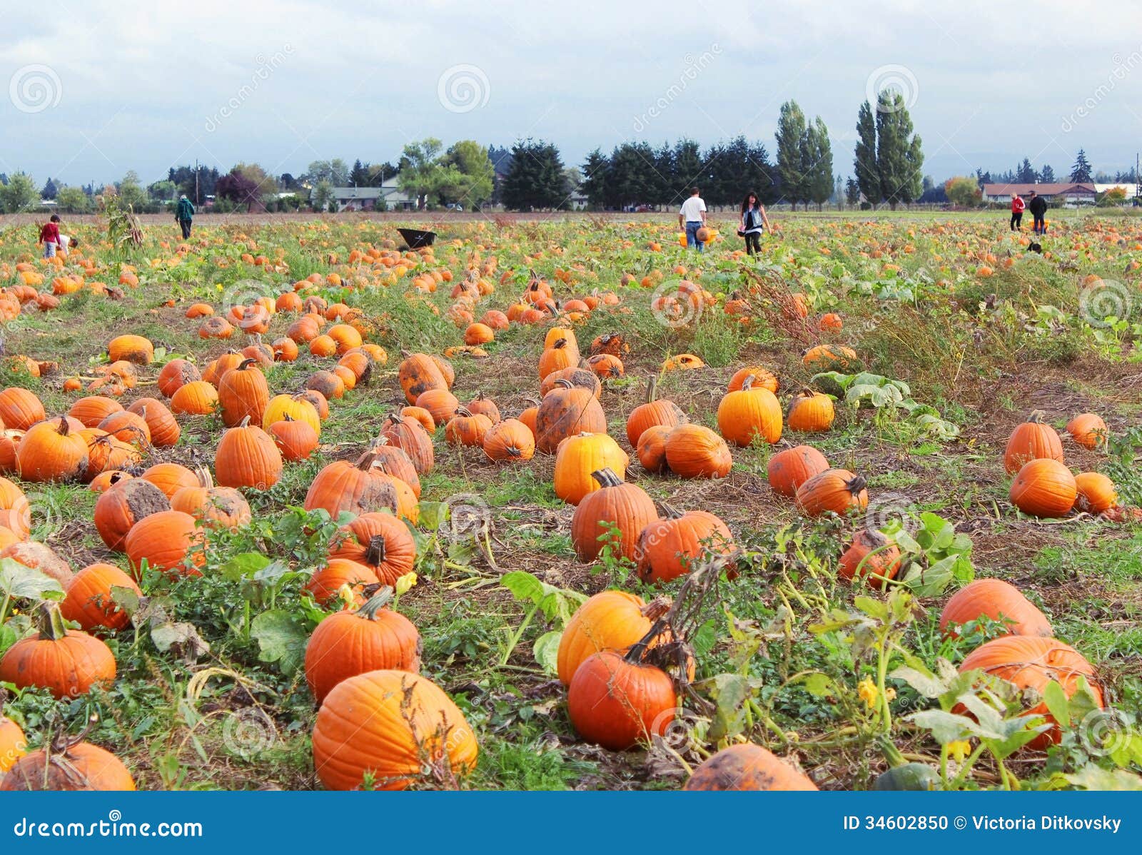 Pumpkin Field stock photo. Image of thanksgiving, season - 34602850