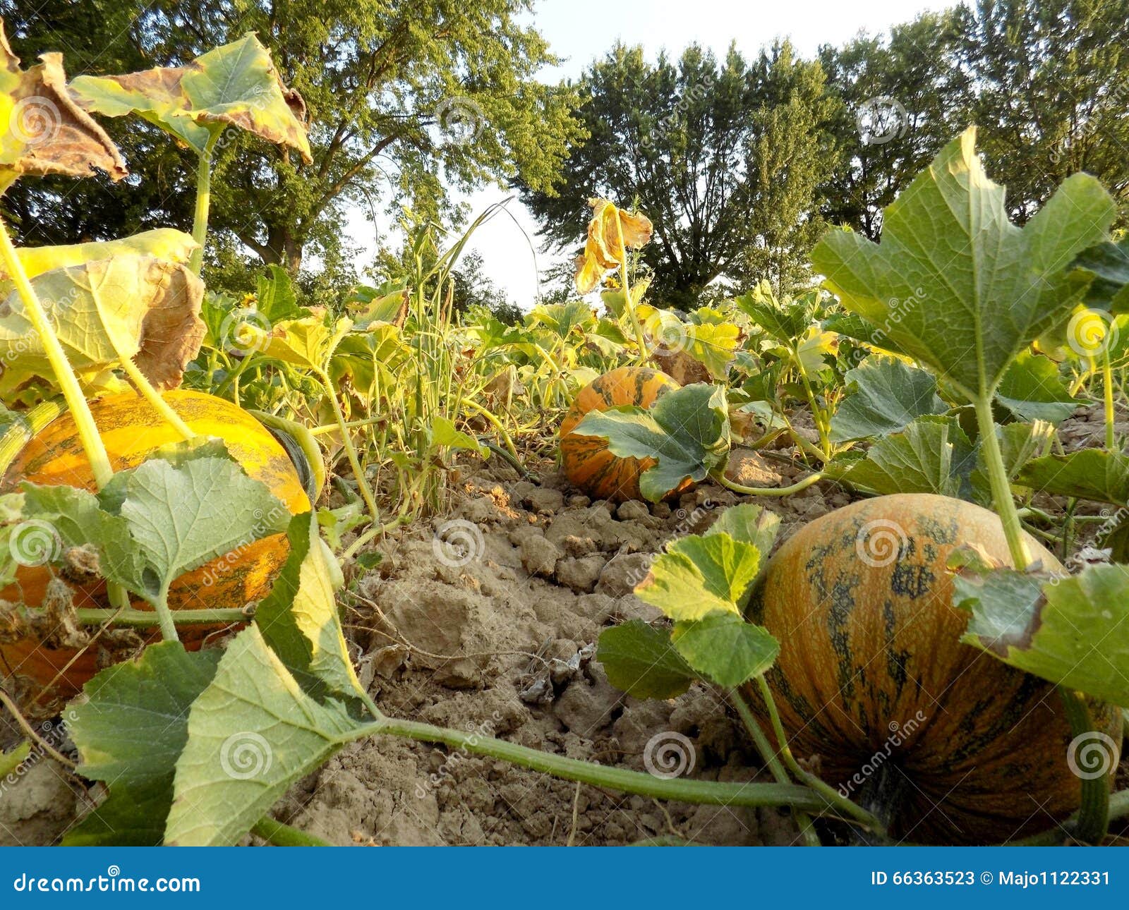 Pumpkin field stock image. Image of organic, pumpkin - 66363523