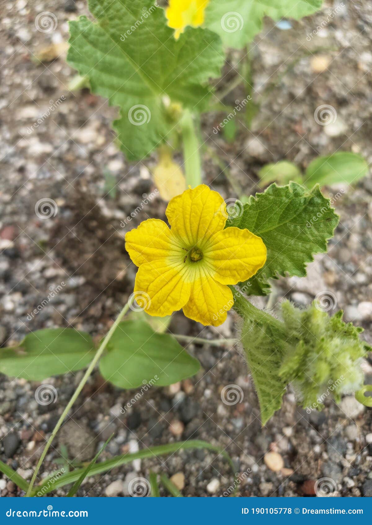 Pumpkin Flower with Couple of Ants Stock Photo - Image of pumpkin ...