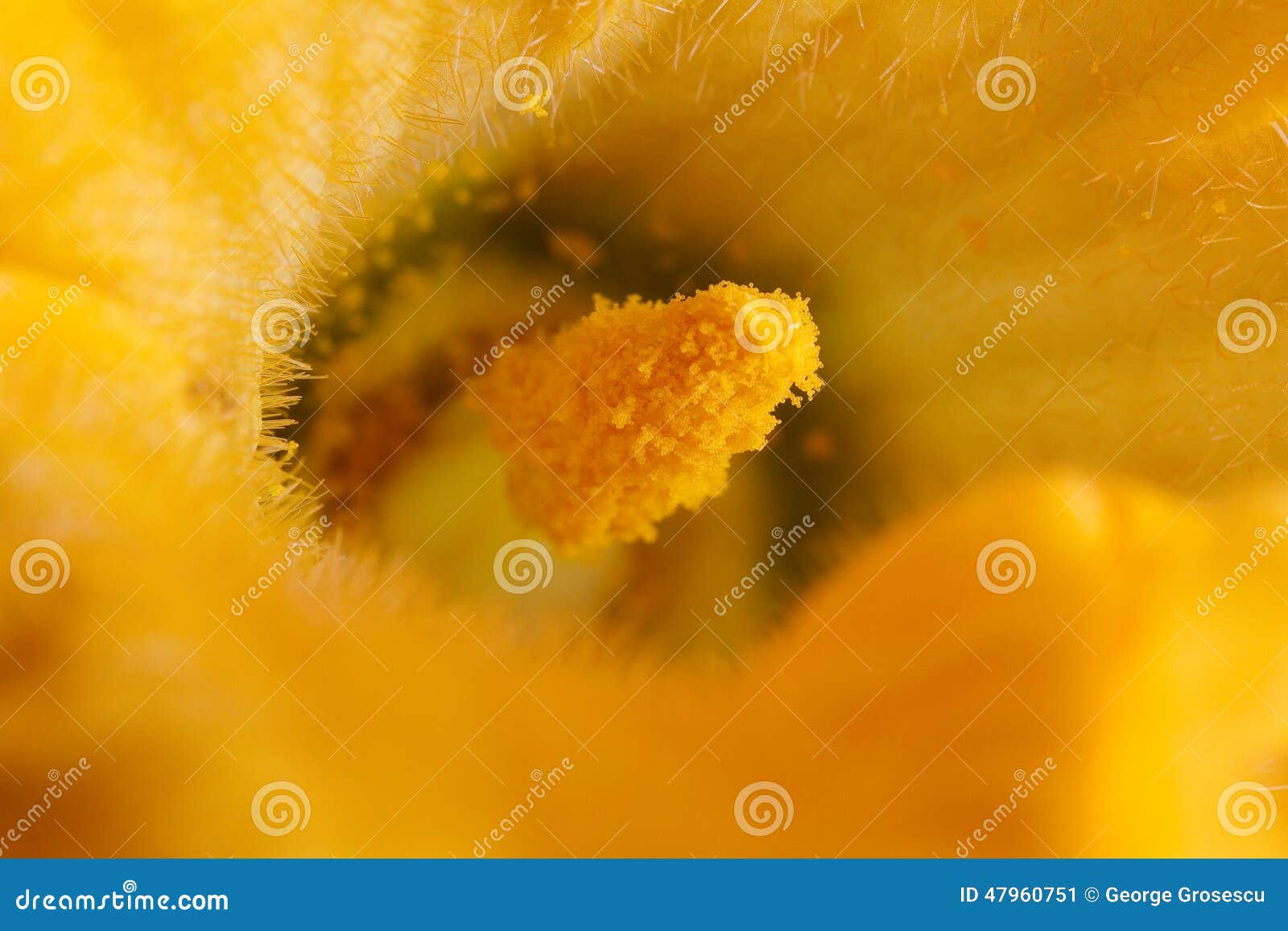 Pumpkin Flower Detail Pollen Stock Image - Image of grow, flower: 47960751