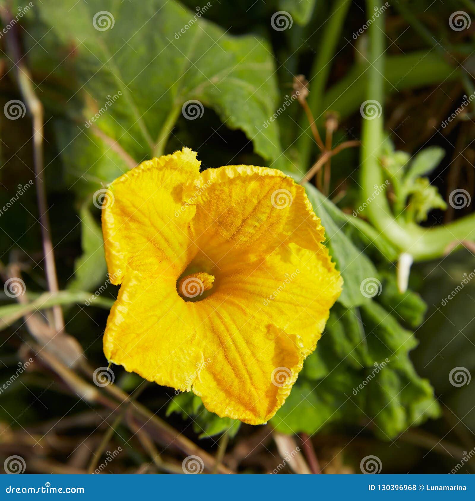 Zucchini And Yellow Squash Background Texture Stock Photography ...