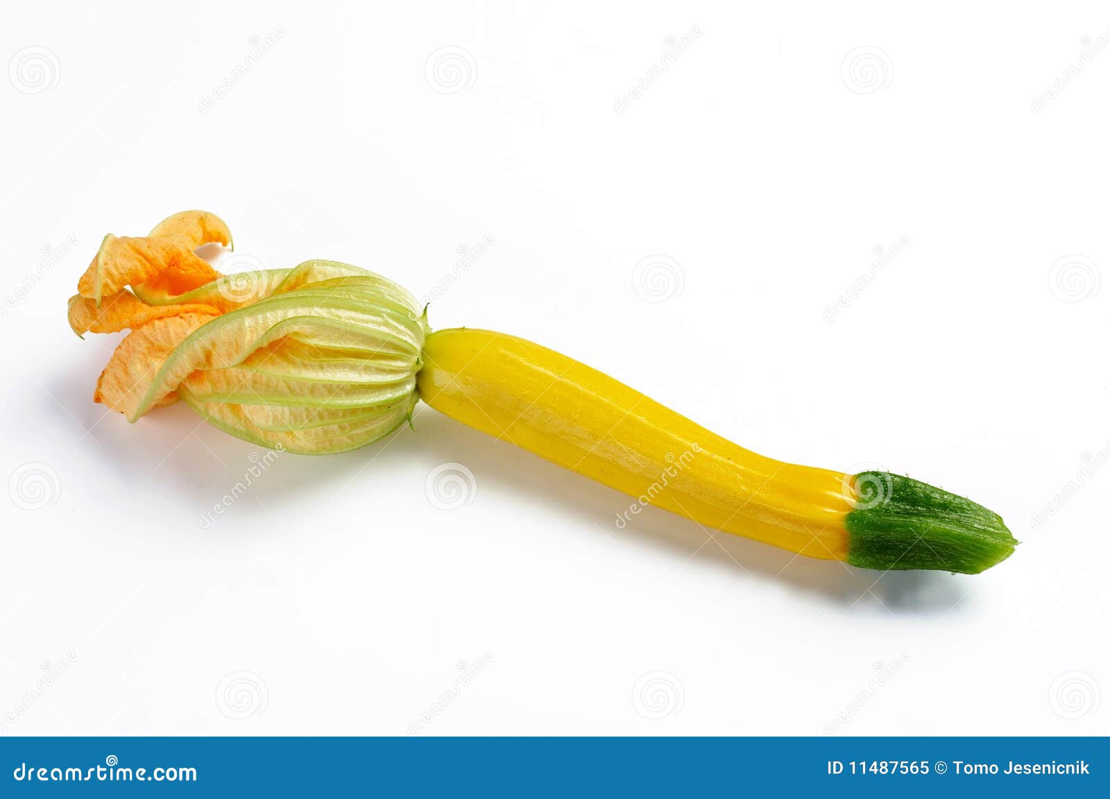 Pumpkin flowers stock image. Image of leaf, leaves, flower - 11487565