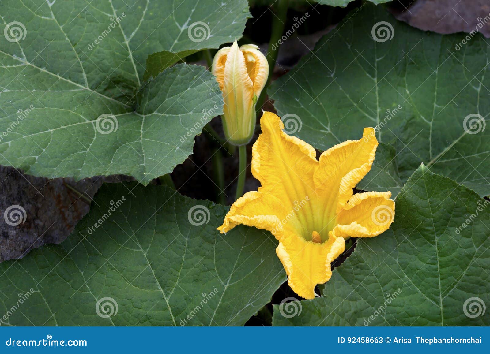 Cucurbita Moschata, Butternut Squash Background Royalty-Free Stock ...
