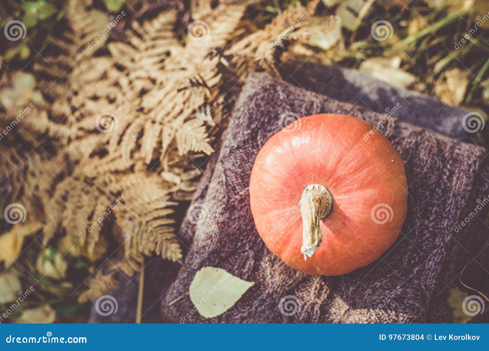 Pumpkin on Folded Wool Jackets Stock Photo - Image of sunny, jacket ...