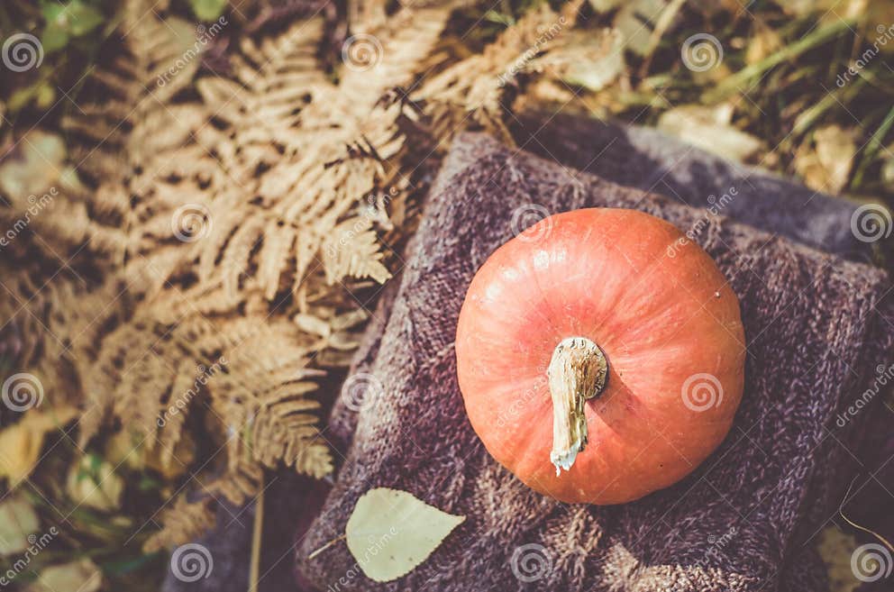 Pumpkin on Folded Wool Jackets Stock Photo - Image of sunny, jacket ...