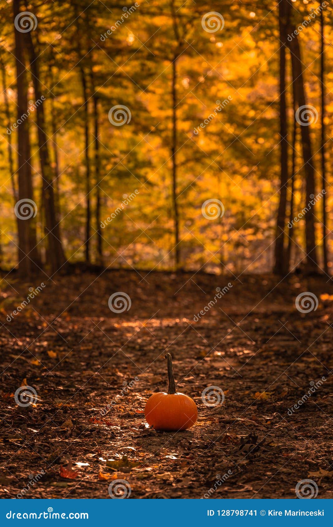 Pumpkin in a forest stock image. Image of foliage, blue - 128798741