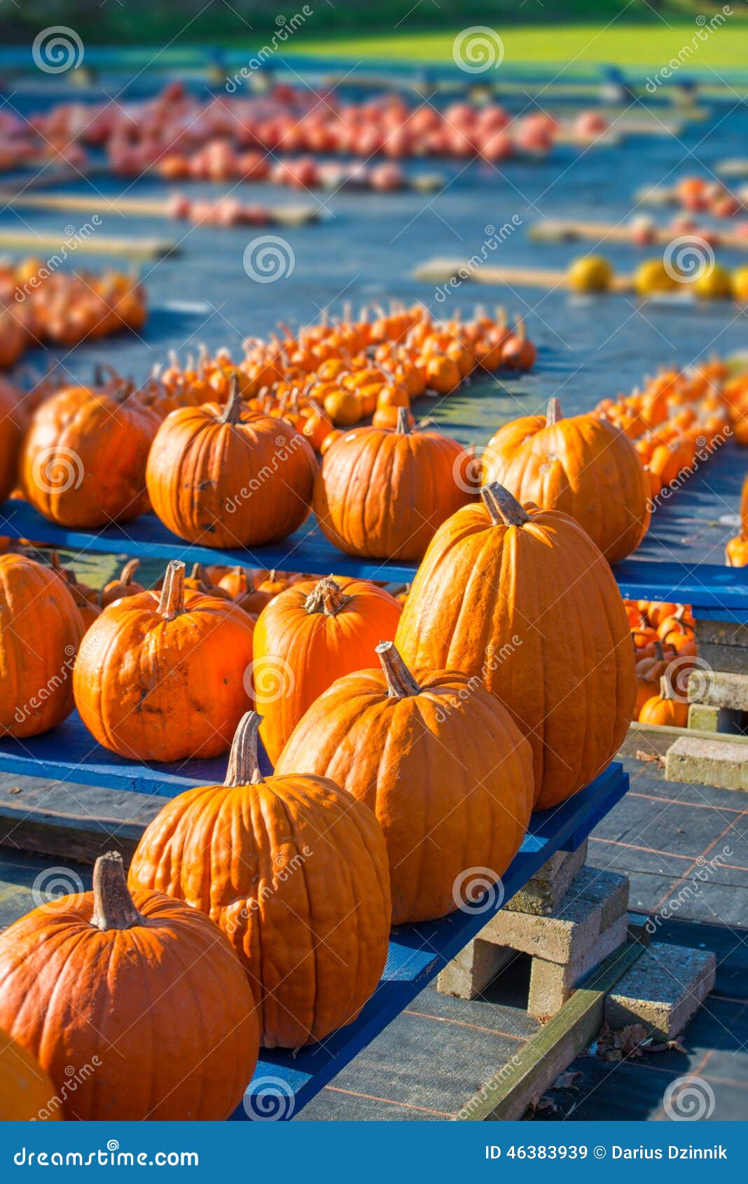 Pumpkin stock image. Image of fall, healthy, closeup - 46383939