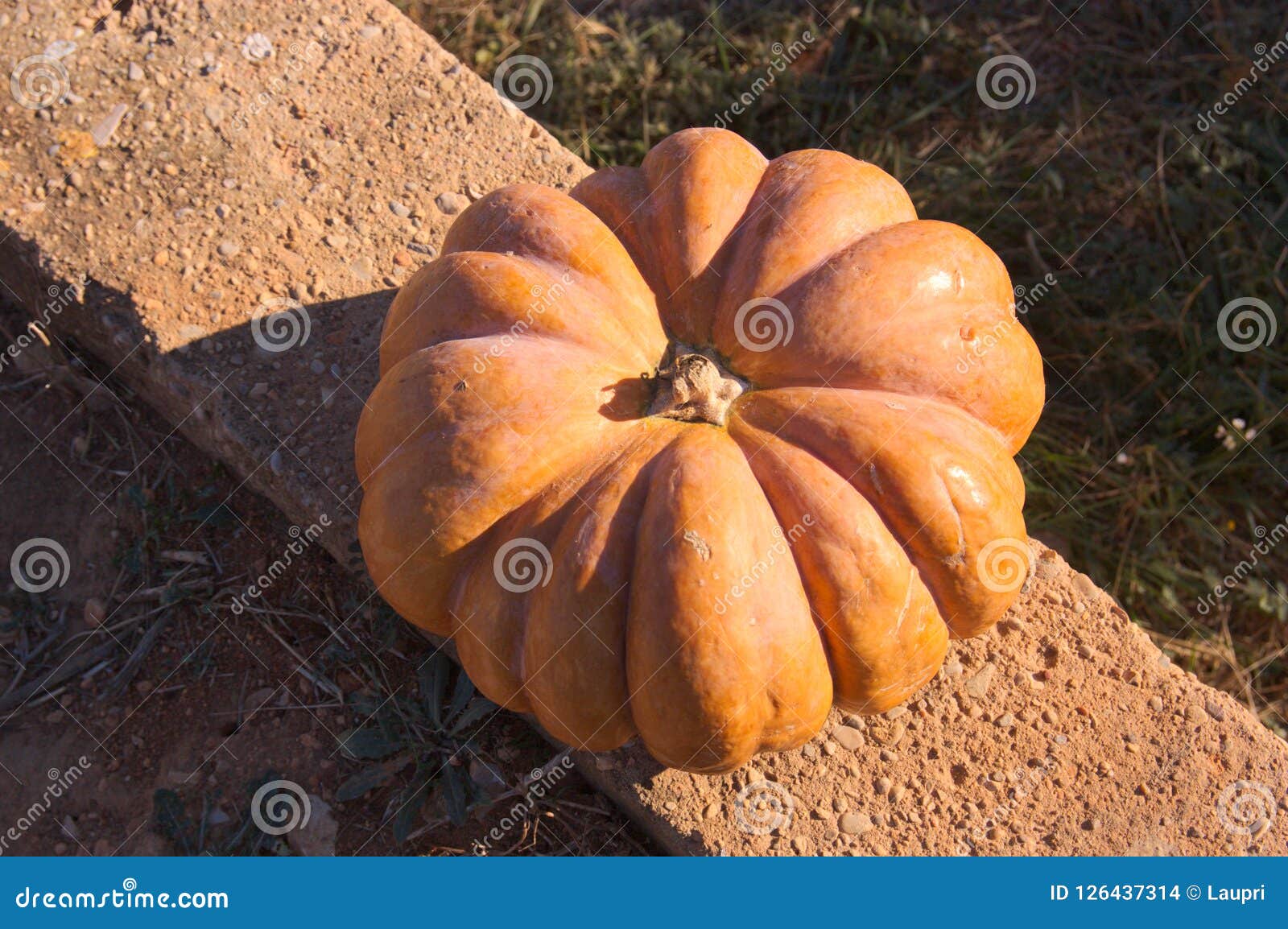 A Pumpkin Freshly Picked from the Garden Stock Photo - Image of nature ... A Pumpkin Freshly Picked from the Garden Stock Photo - Image of nature ...