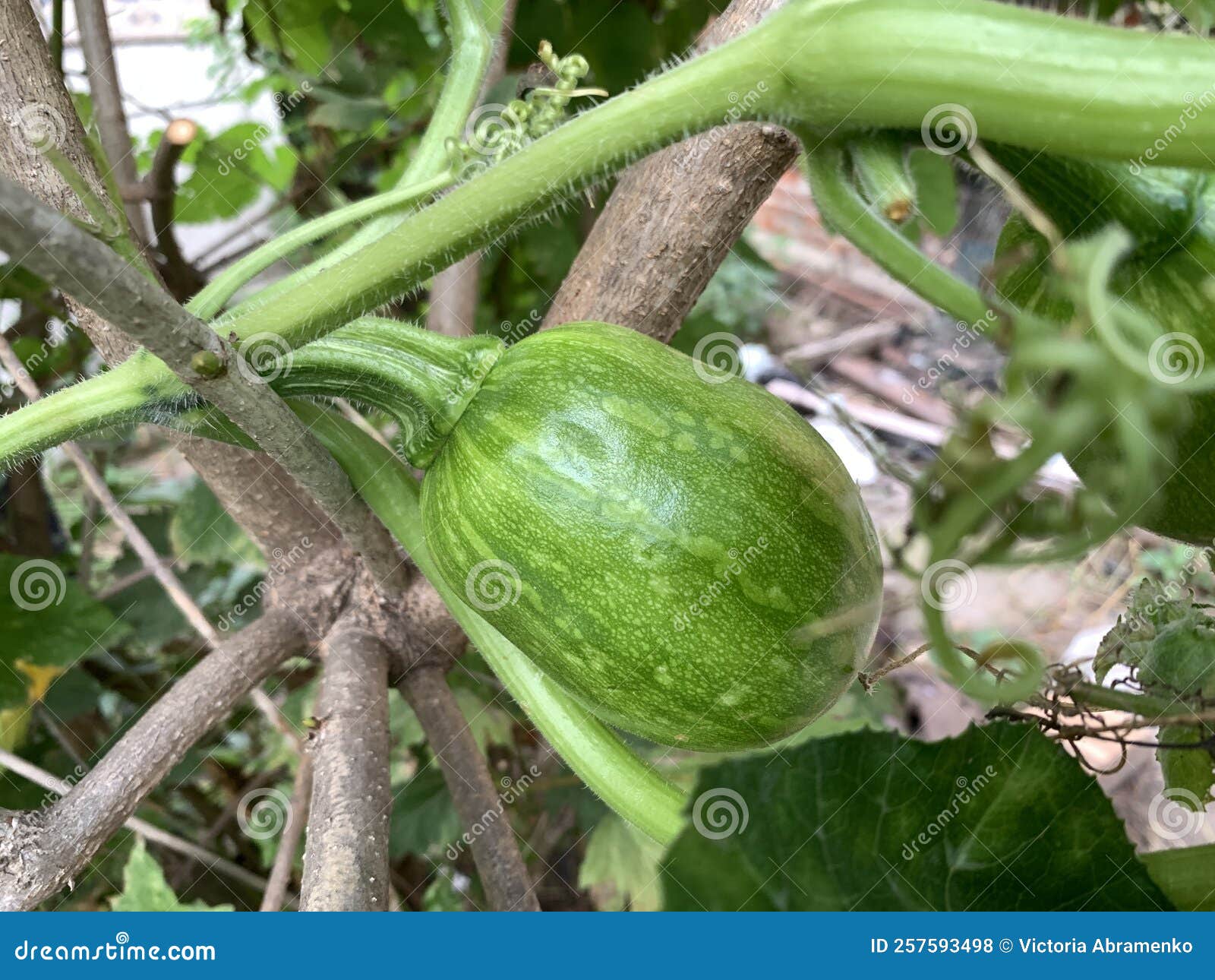 The Pumpkin Fruit Grows on a Bush. Pumpkin with Spotted Rind Stock ...
