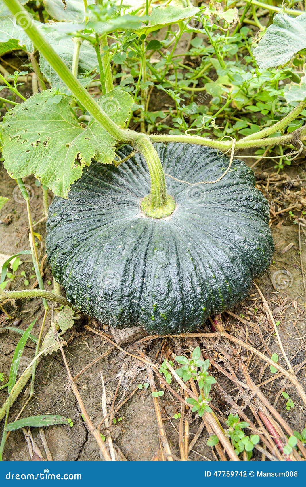 Pumpkin stock photo. Image of plants, climber, creeper - 47759742