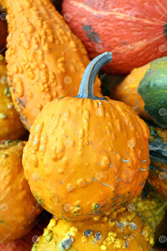 Pumpkin stock image. Image of healthy, gourds, green - 58729435