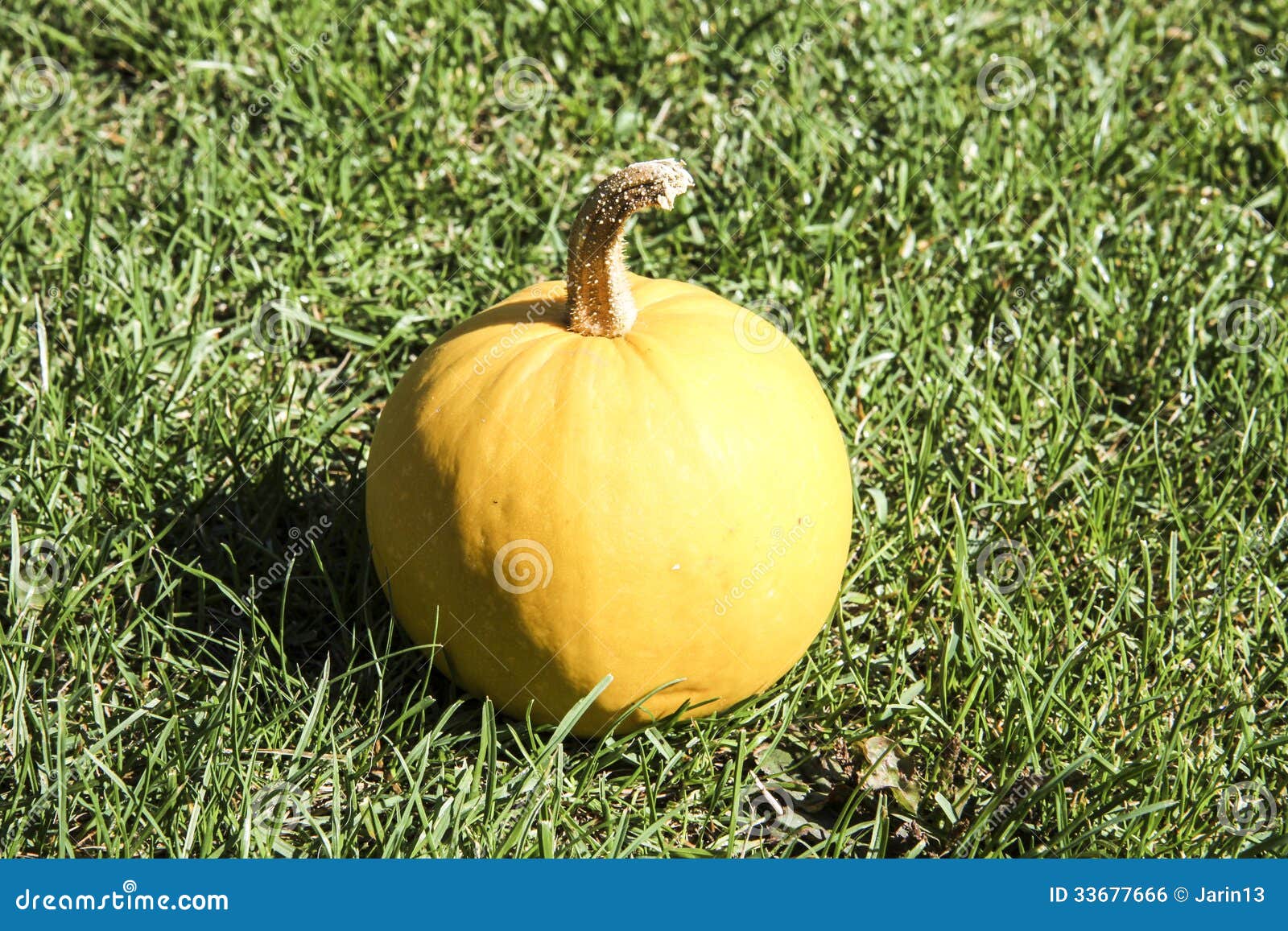Pumpkin on the grass stock photo. Image of harvest, garden - 33677666