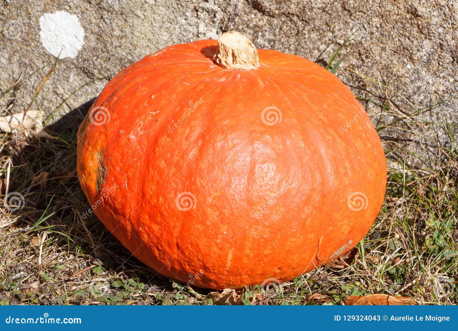 Pumpkin on grass stock image. Image of fresh, orange - 129324043