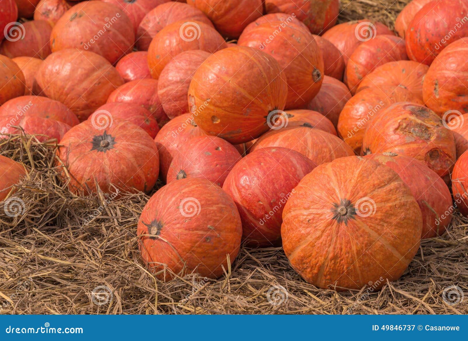 Pumpkin on Ground with Dry Straw Stock Image - Image of decoration ...