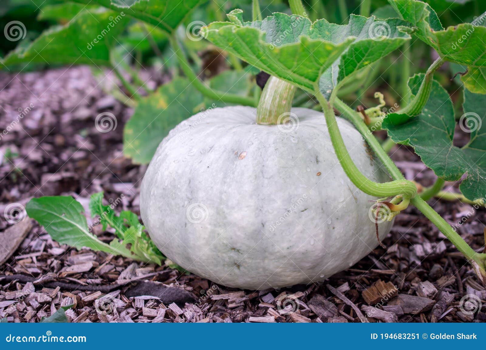Pumpkin Growing in a Farmerâ€™s Pumpkin Patch Stock Image - Image of ...