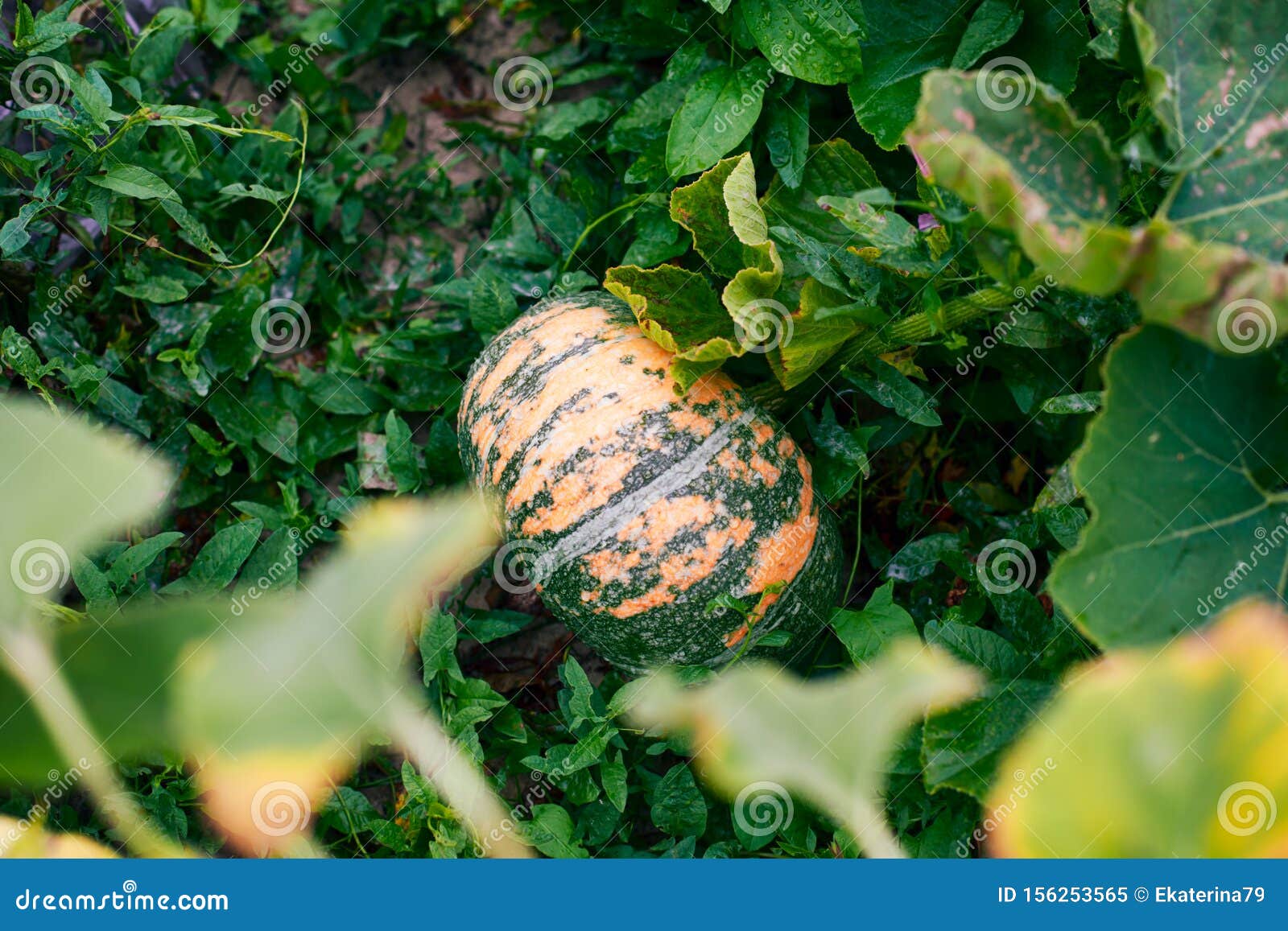 Pumpkin Growing in the Garden Bed after Rain Stock Image - Image of ...